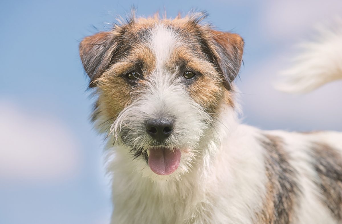 Long-Haired Jack Russell Terrier: Is There Such A Thing?