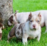 Merle American Bully: What Are They & Why Are They Special?