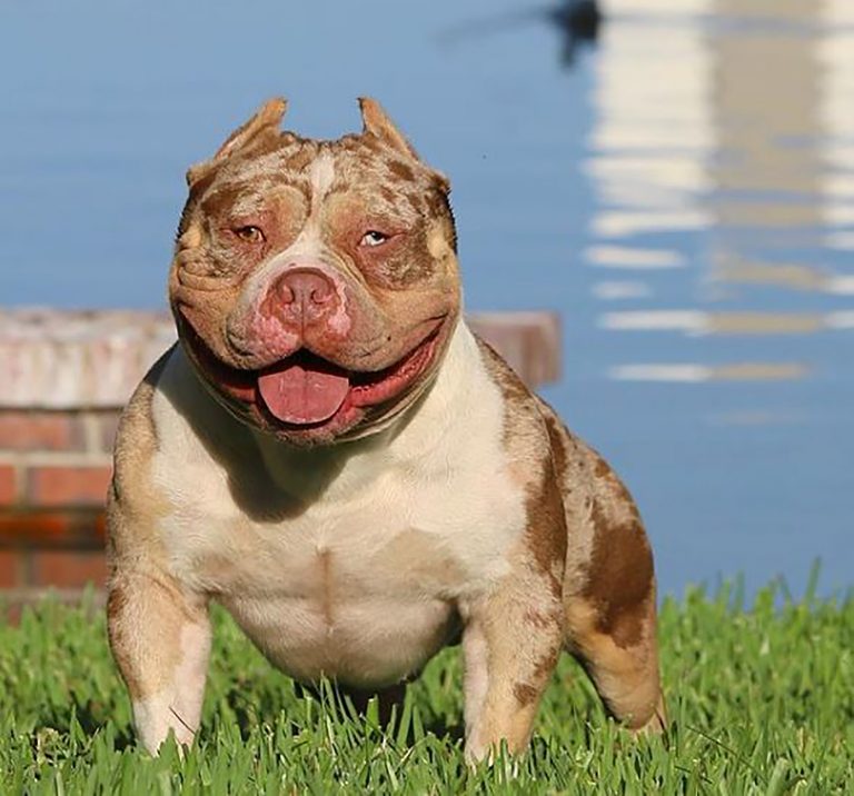 Merle American Bully: What Are They & Why Are They Special?