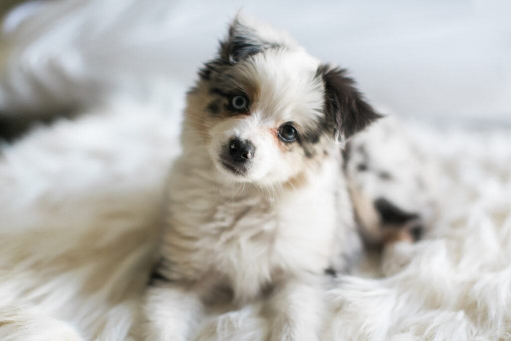 Mini Australian Shepherd Guide. Let’s Meet This Amazing Breed