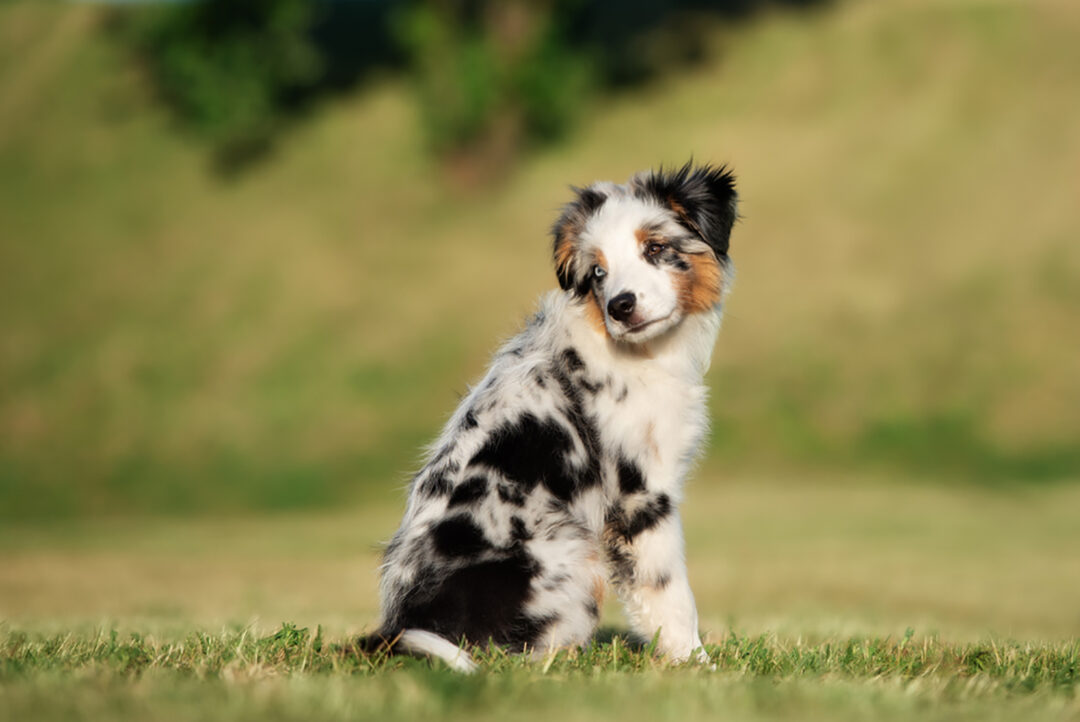 Mini Australian Shepherd Guide. Let’s Meet This Amazing Breed