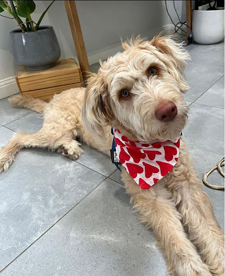 Does The Mini Bordoodle Really Exist?