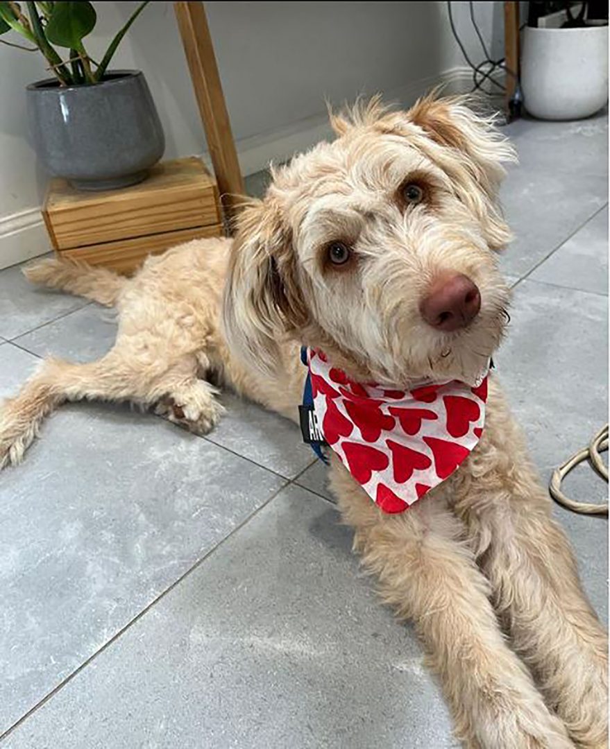 Does The Mini Bordoodle Really Exist?