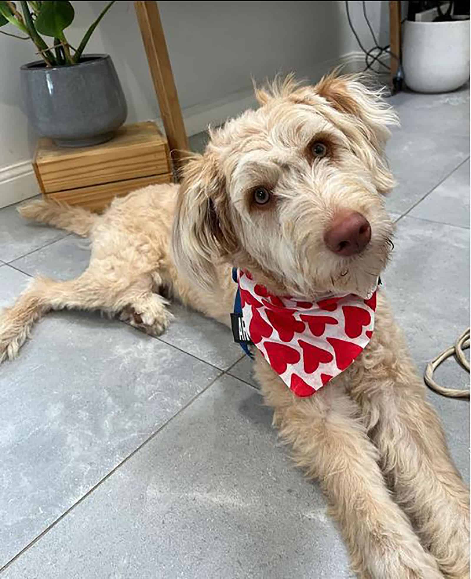 Does The Mini Bordoodle Really Exist?