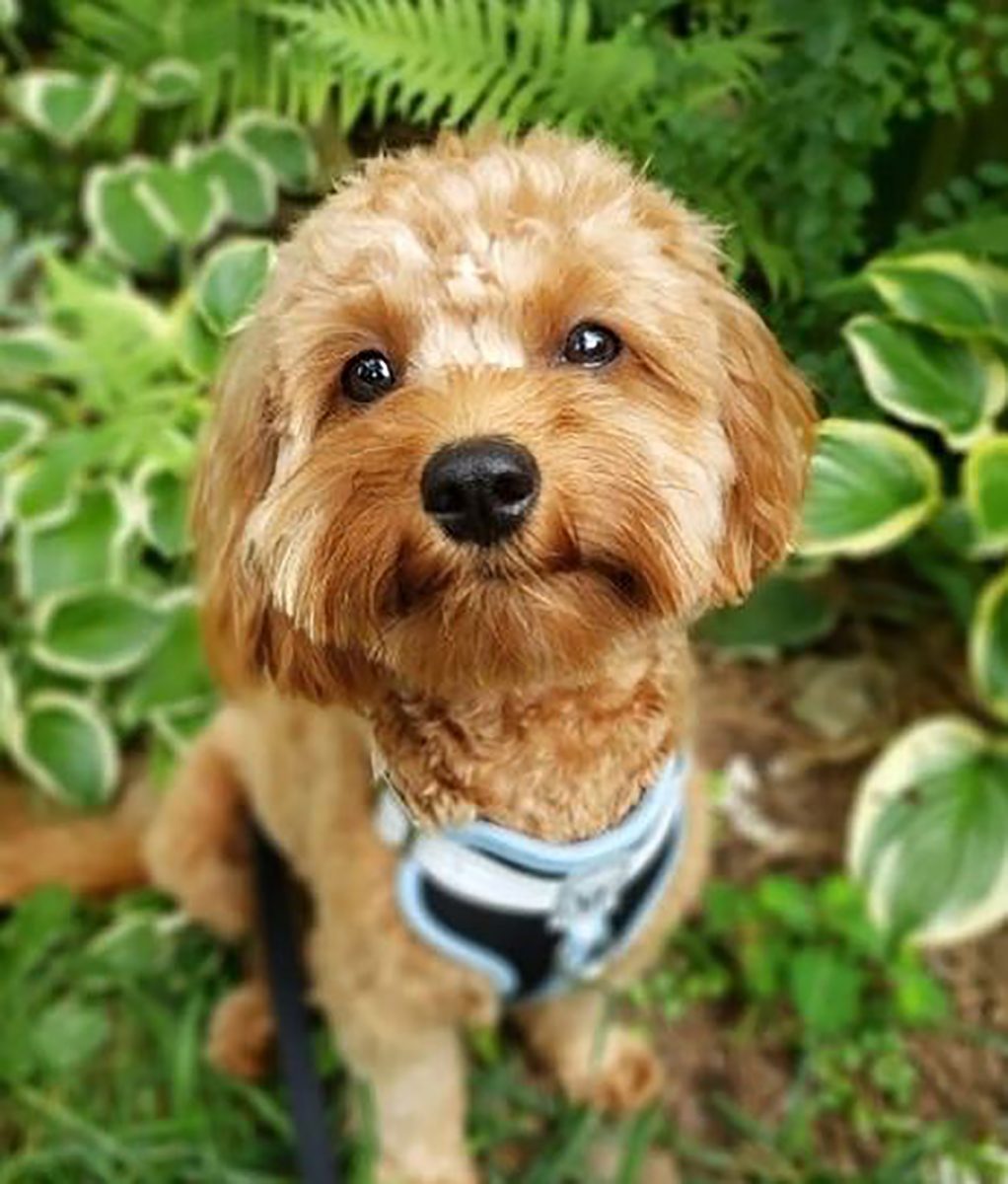 Reasons Why You Must Own A Mini Cavapoo