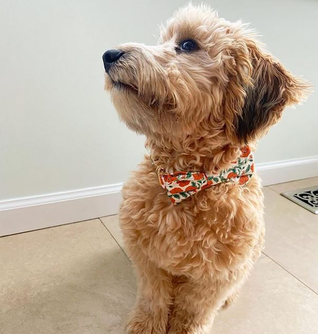 The Mini Whoodle: A Full Guide To The Cutest Designer Dog