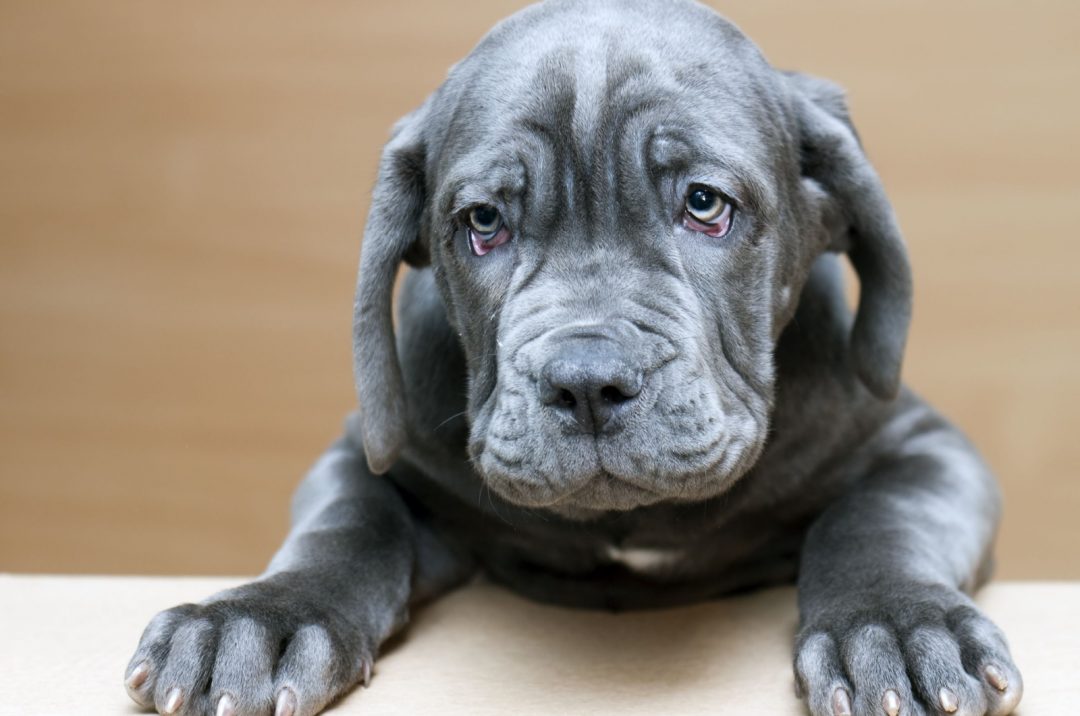Neapolitan Mastiff Breeders: 8 Tastes Of Italy
