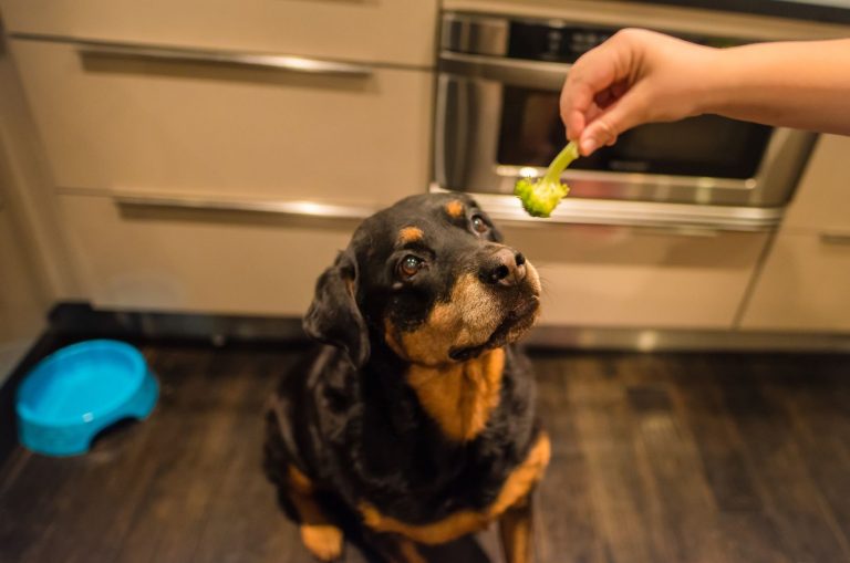 Rottweiler Raw Diet: Going Full Primal
