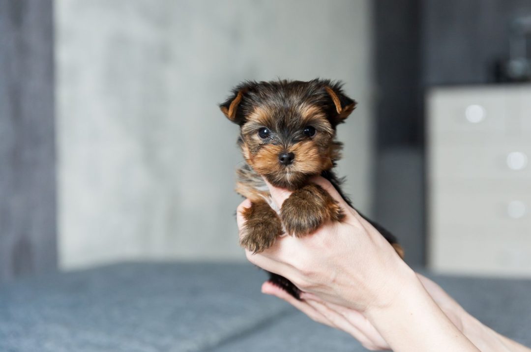 Yorkie Feeding Chart: All You Need To Know On Yorkie's Diet