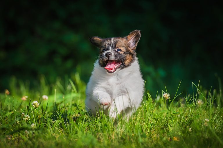 8 Best Papillon Breeders + Why To Get Them