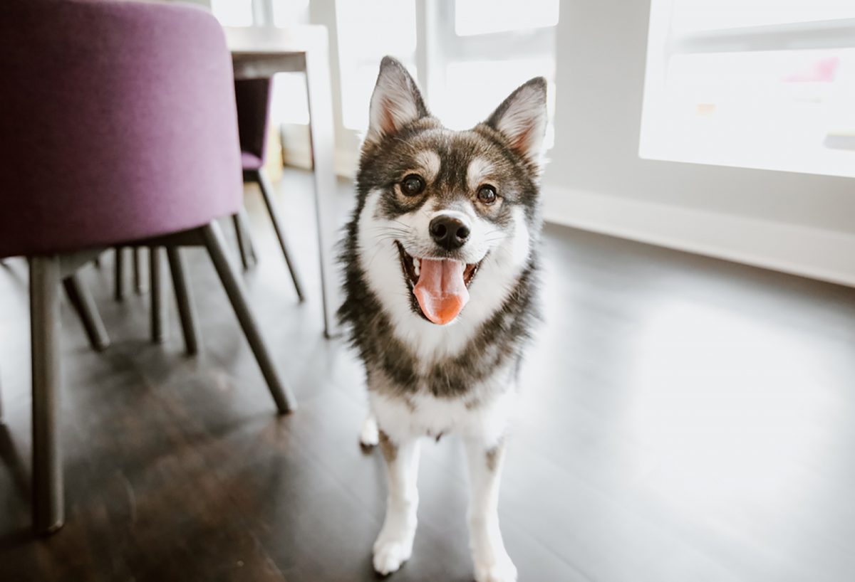 Pomsky Colors: 6 Shades Of Fluff
