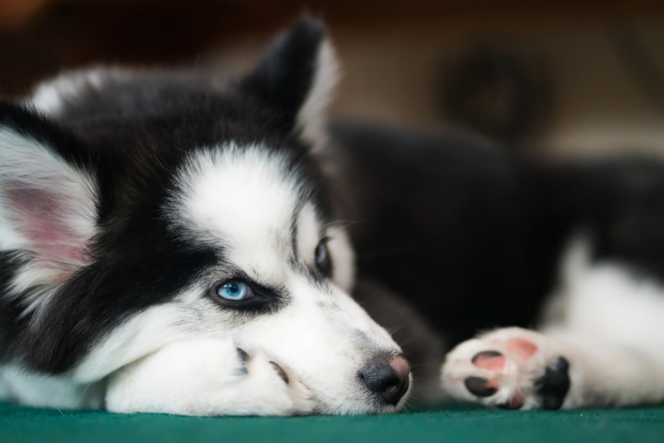 Pomsky Colors: 6 Shades Of Fluff
