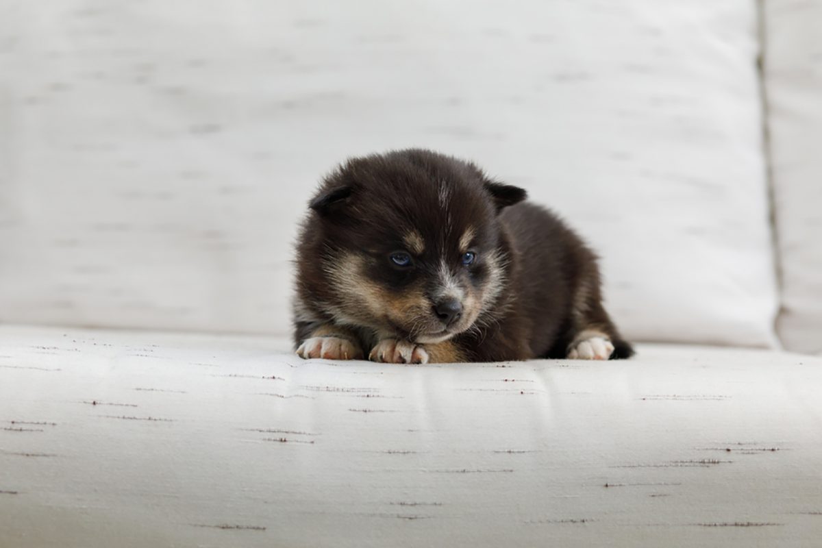 7 Reputable Pomsky Breeders In The U.S.