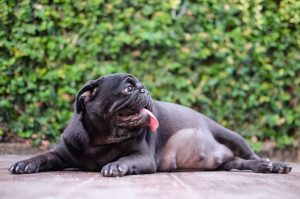 Dog Progesterone Levels Chart: Guide To Female Dog Ovulation