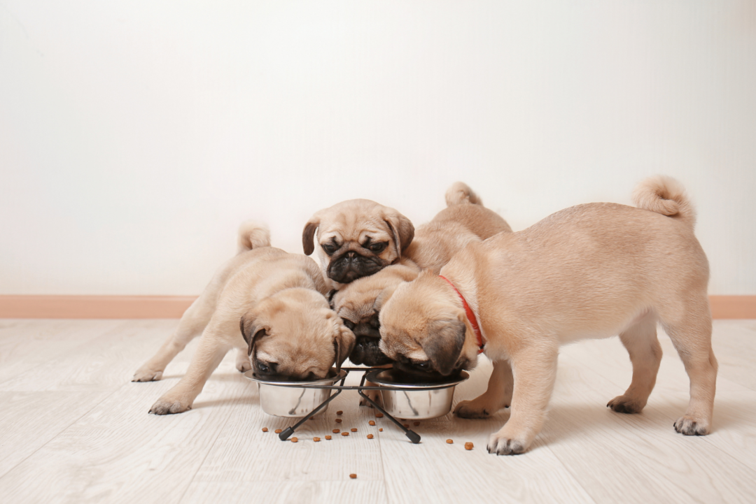 Pug Feeding Chart: What To Feed Your Pug Bug