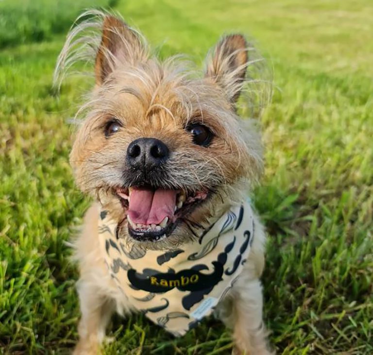 14 Dog Breeds That Look Like Ewoks, For Star Wars Fans