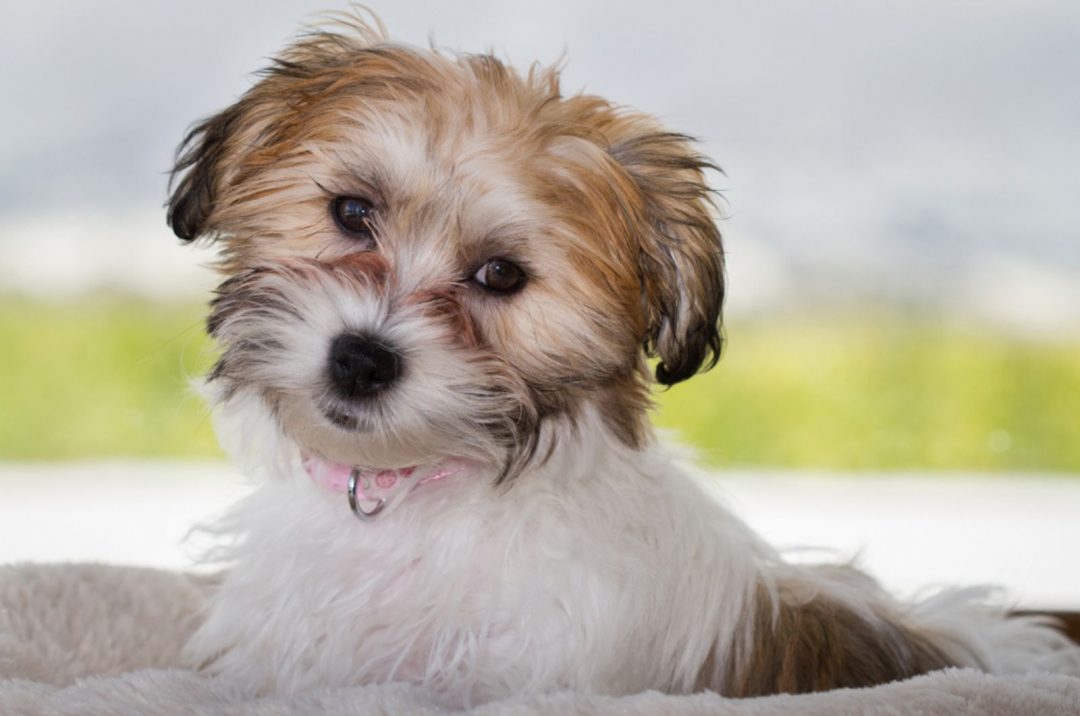 These 7 Cavachon Breeders Are The Ones You Can Trust