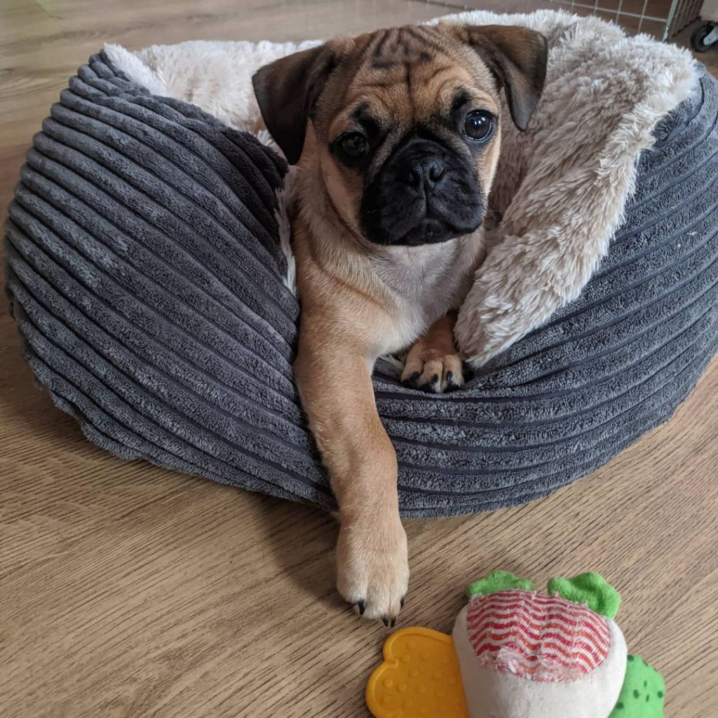 Comeback Of The Retro Pug