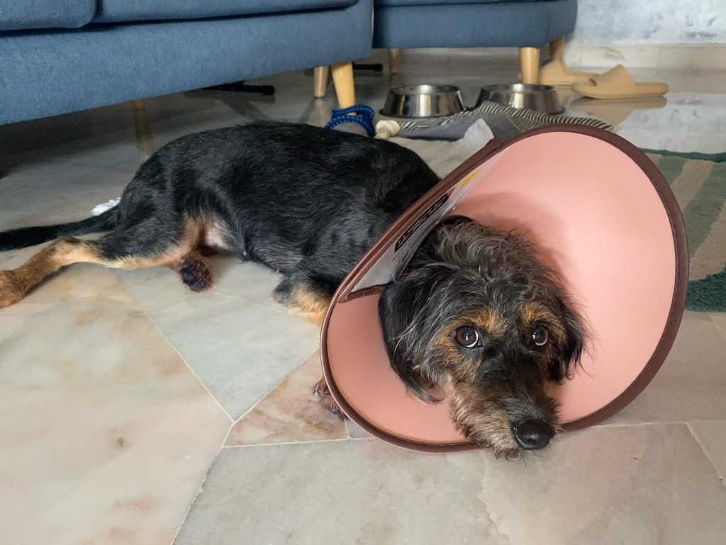 Rottweiler Poodle Mix: A Blend Of Strength And Silliness