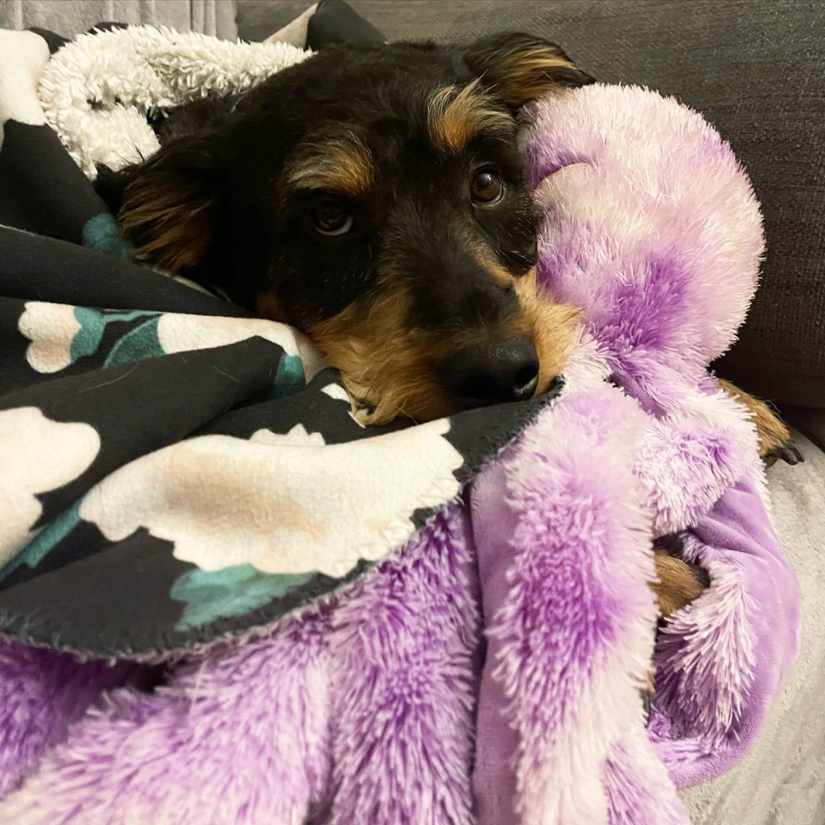 Rottweiler Poodle Mix: A Blend Of Strength And Silliness