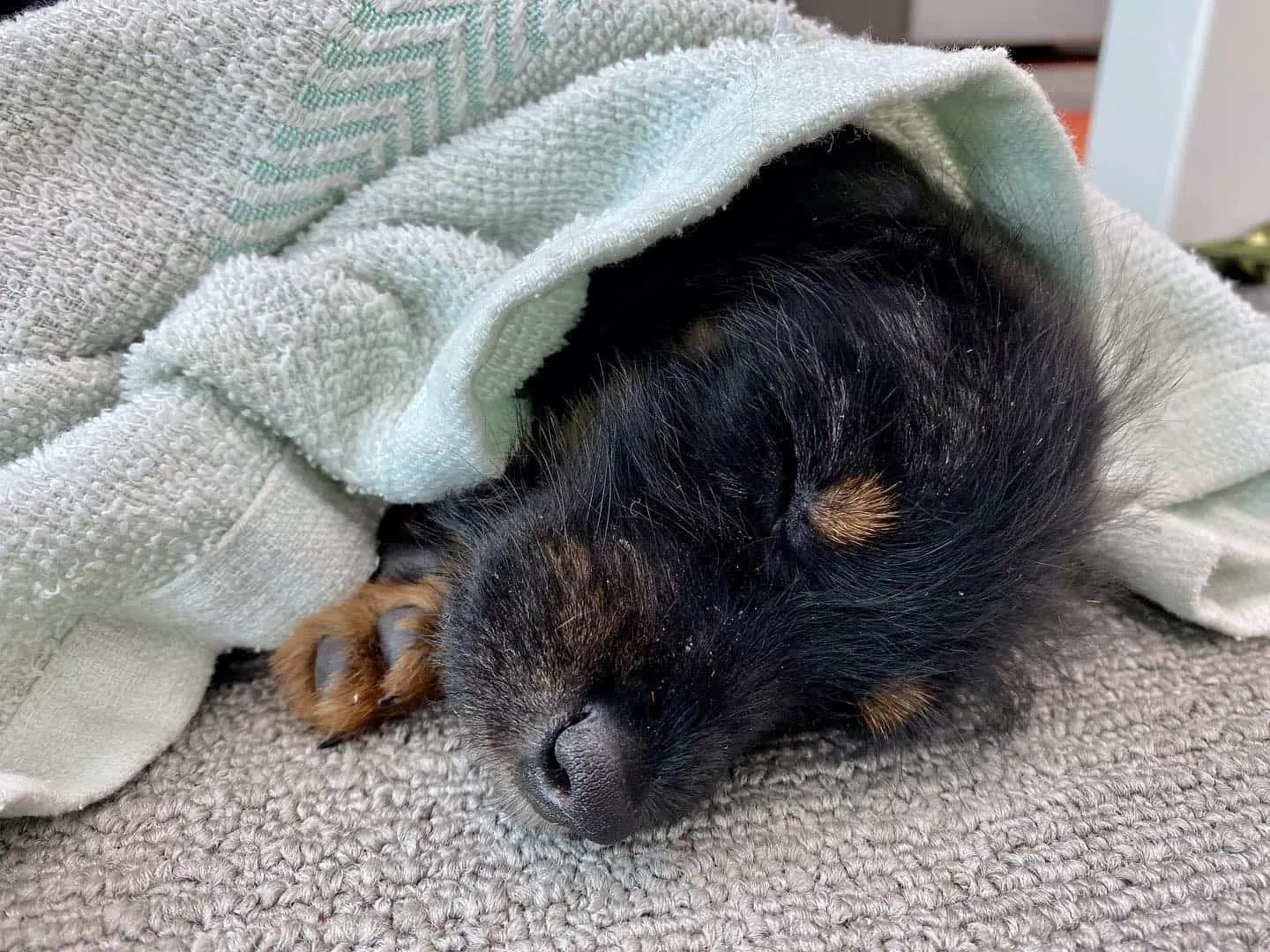 Rottweiler Poodle Mix: A Blend Of Strength And Silliness