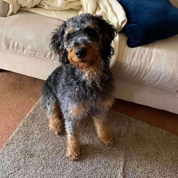 Rottweiler Poodle Mix: A Blend Of Strength And Silliness