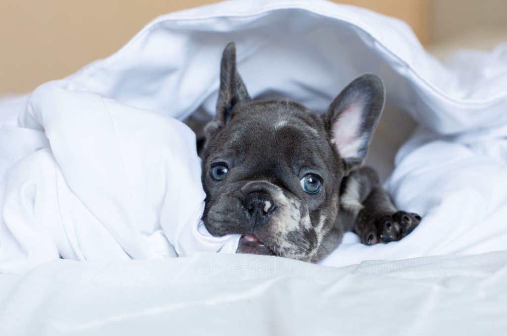 Merle French Bulldog: Facts About The Mottled Charmer