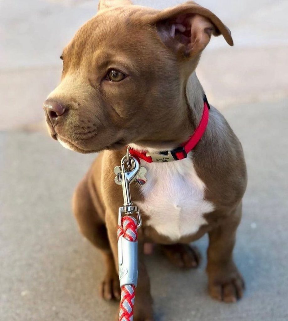Teacup Pitbull: What Are They & Why Are They Special