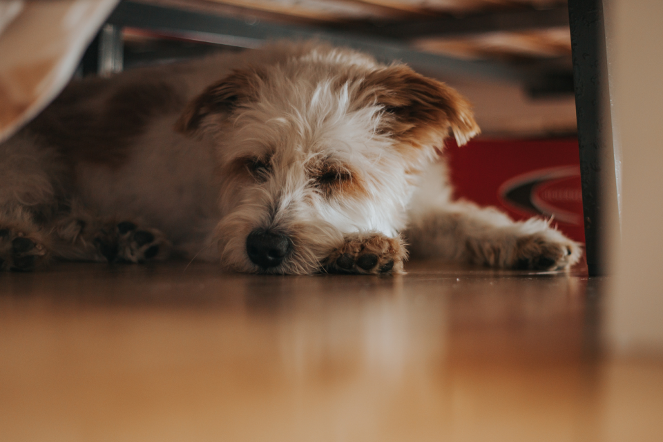 Here Are 13 Reasons Why Your Dog Is Sleeping Under The Bed