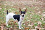 13 Rat Terrier Colors: Raturn Of The Color Wheel