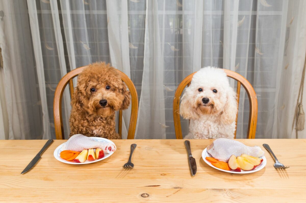 Poodle Feeding Chart: Maintaining The Ideal Weight