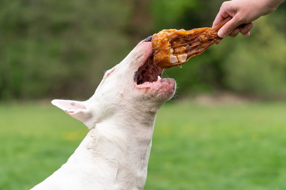 Bull Terrier Feeding Chart: A Guide To Healthy Weight Gain