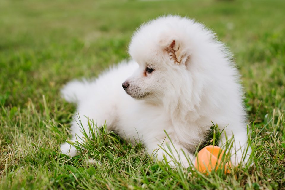 7 Reputable Pomsky Breeders In The U.S.