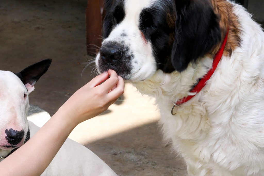 The Saint Bernard Feeding Chart: How Much Should They Eat?