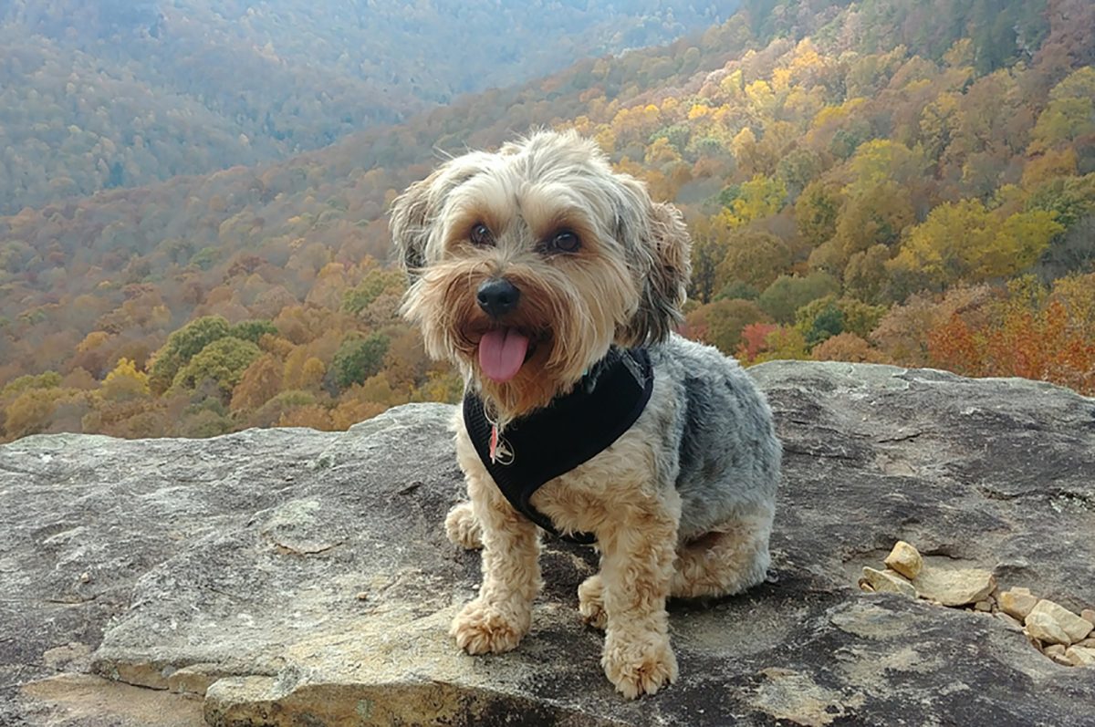9 Best Yorkiepoo Breeders in the U.S.