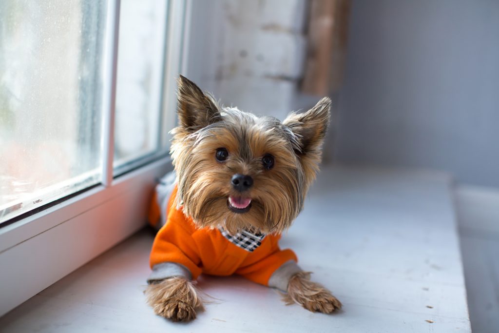27 Teddy Bear Dogs: Tender Hearts You Will Love A Lot