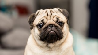 225 Pug Names All Better Than Doug