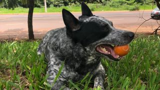 5 Best Hanging Tree Dog Breeders In The USA