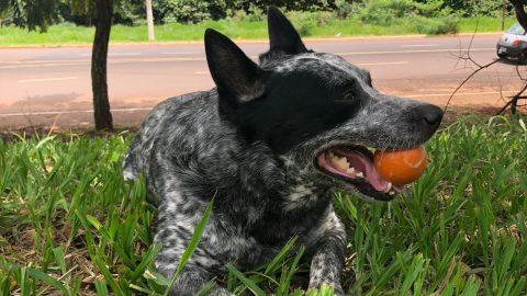 5 Best Hanging Tree Dog Breeders In The USA