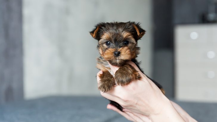 8 Best Yorkie Breeders In North Carolina