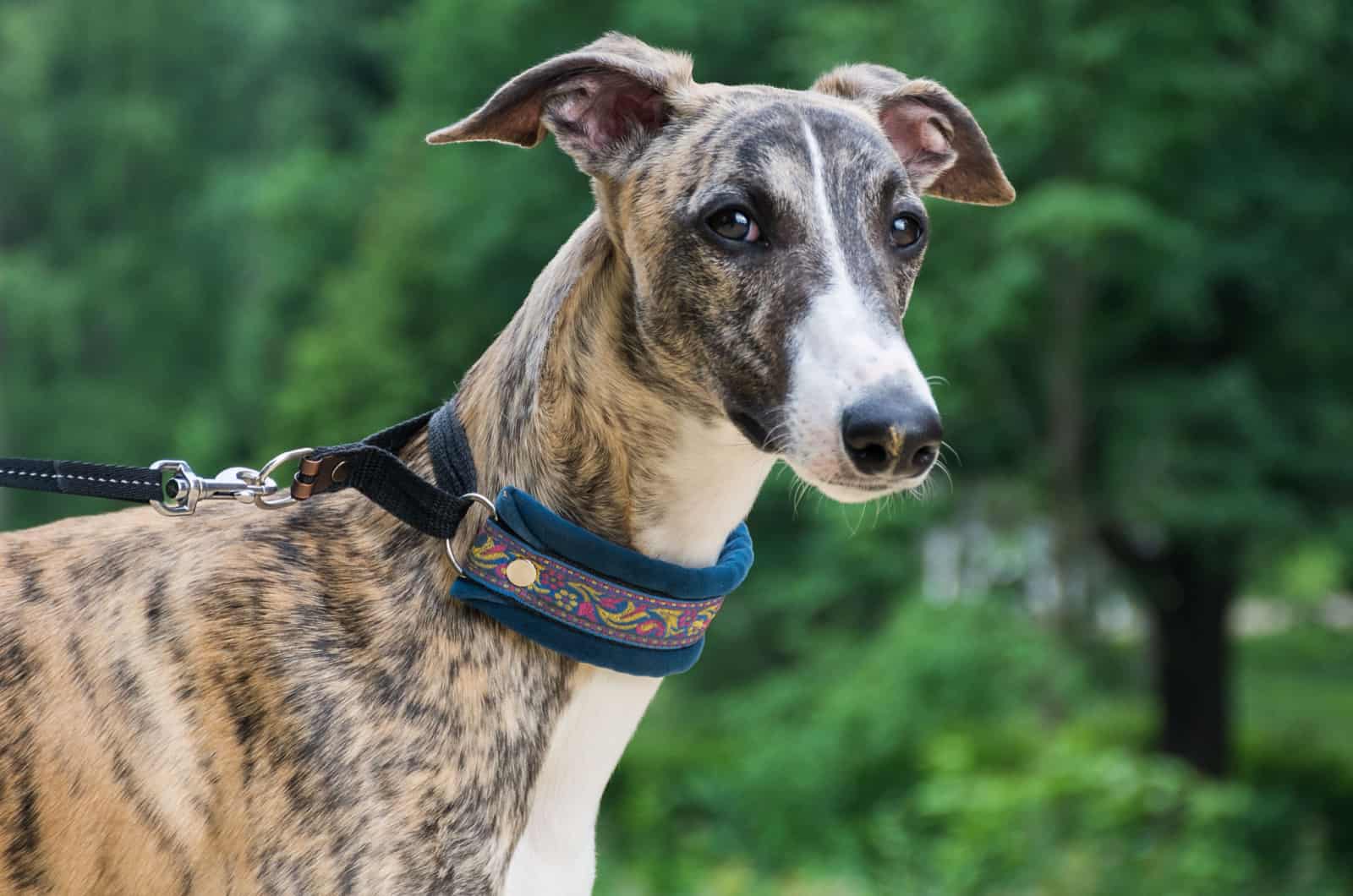 Whippet Growth Chart — Is My Whippet Normal?