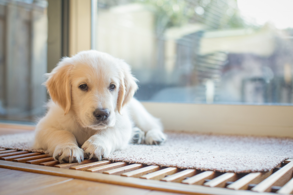 Top 12 Golden Retriever Breeders In Tennessee You Can Trust