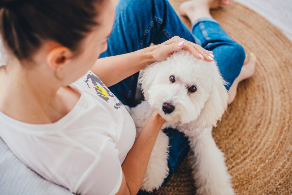 19 Easiest Dogs To Potty Train