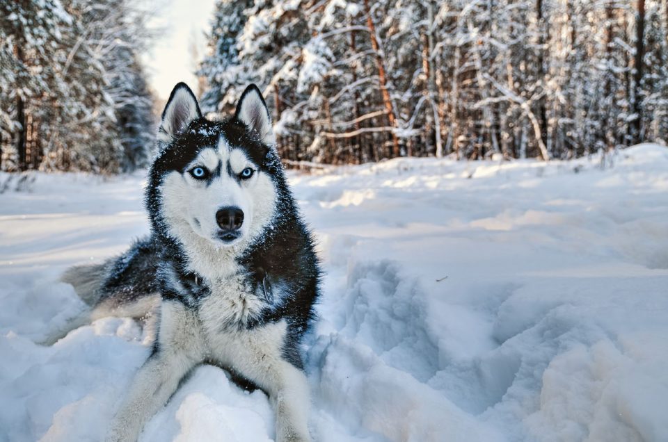 25 Different Types Of Huskies That Will Blow You Away