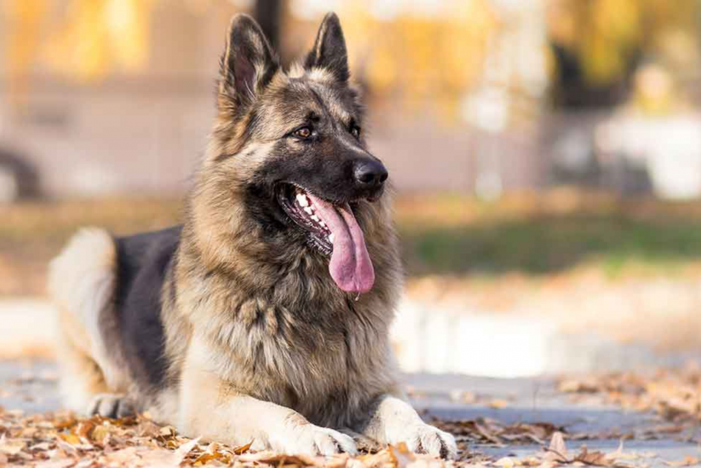 7 Types Of German Shepherds - All Variations In One Place