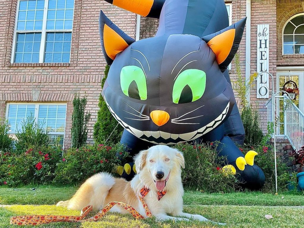 Is A Great Pyrenees Australian Shepherd Mix A Thing?