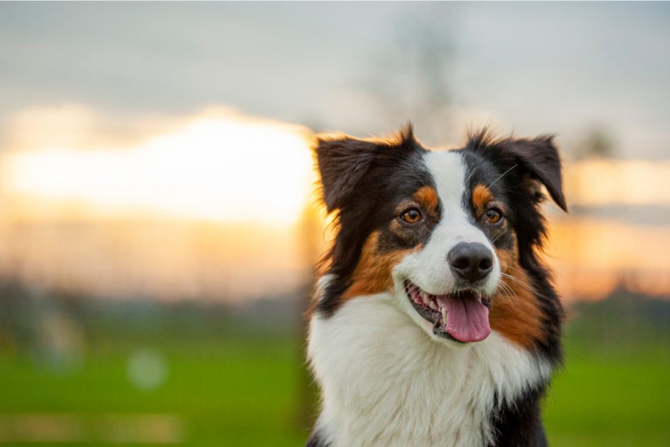 Top 6 Mini Australian Shepherd Breeders