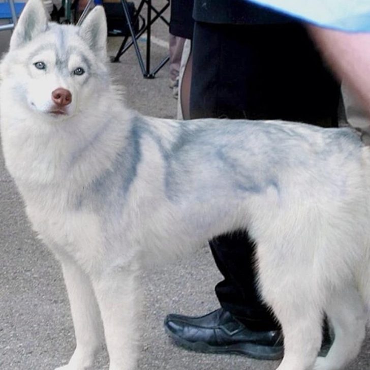 25 Different Types Of Huskies That Will Blow You Away