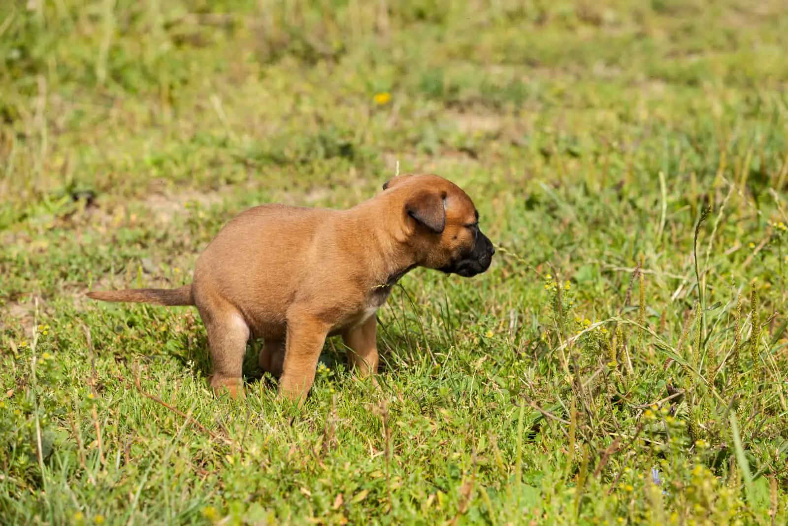 20 Causes Of Dog Pooping Clear Liquid And 5 Easy Solutions