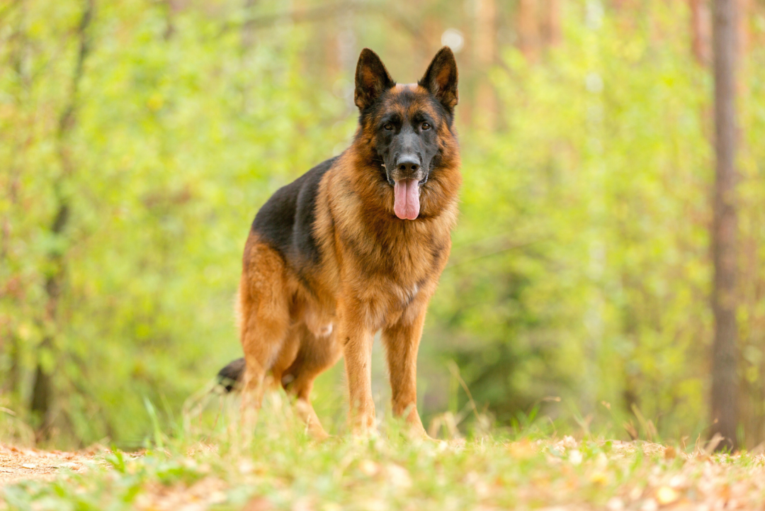 7 Types Of German Shepherds - All Variations In One Place